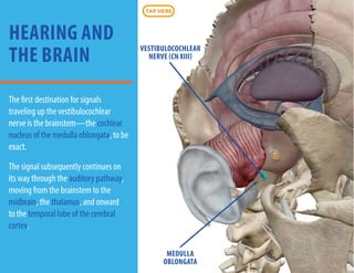 VB_Anatomy_of_Hearing_061119.pdf47288282 | PPT