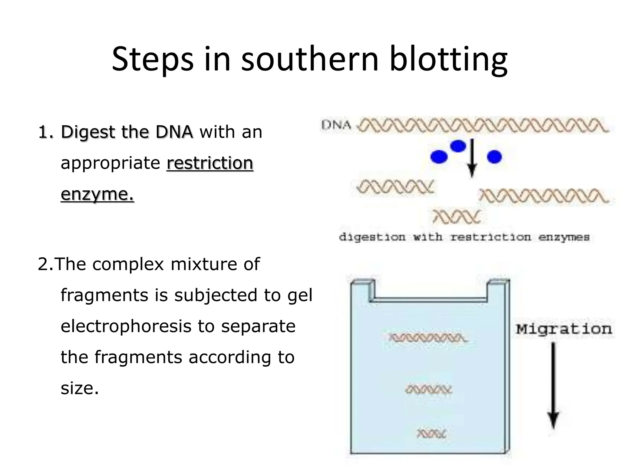 VBC-321_BLOTTING_TECHNIQUES and gel electrophoresis | PPTX