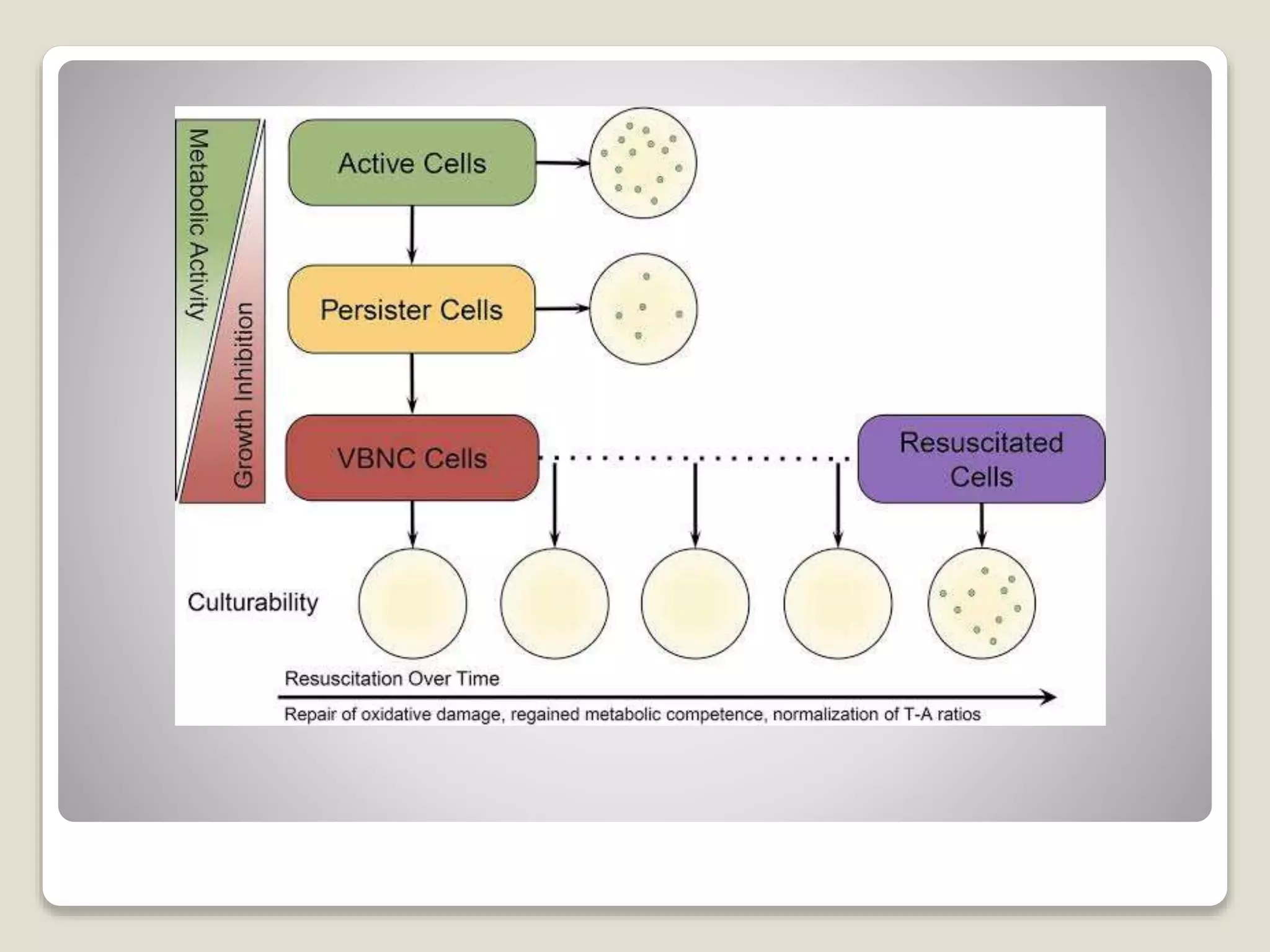 VIABLE BUT NON-CULTURABLE BACTERIA- VBNC | PPTX