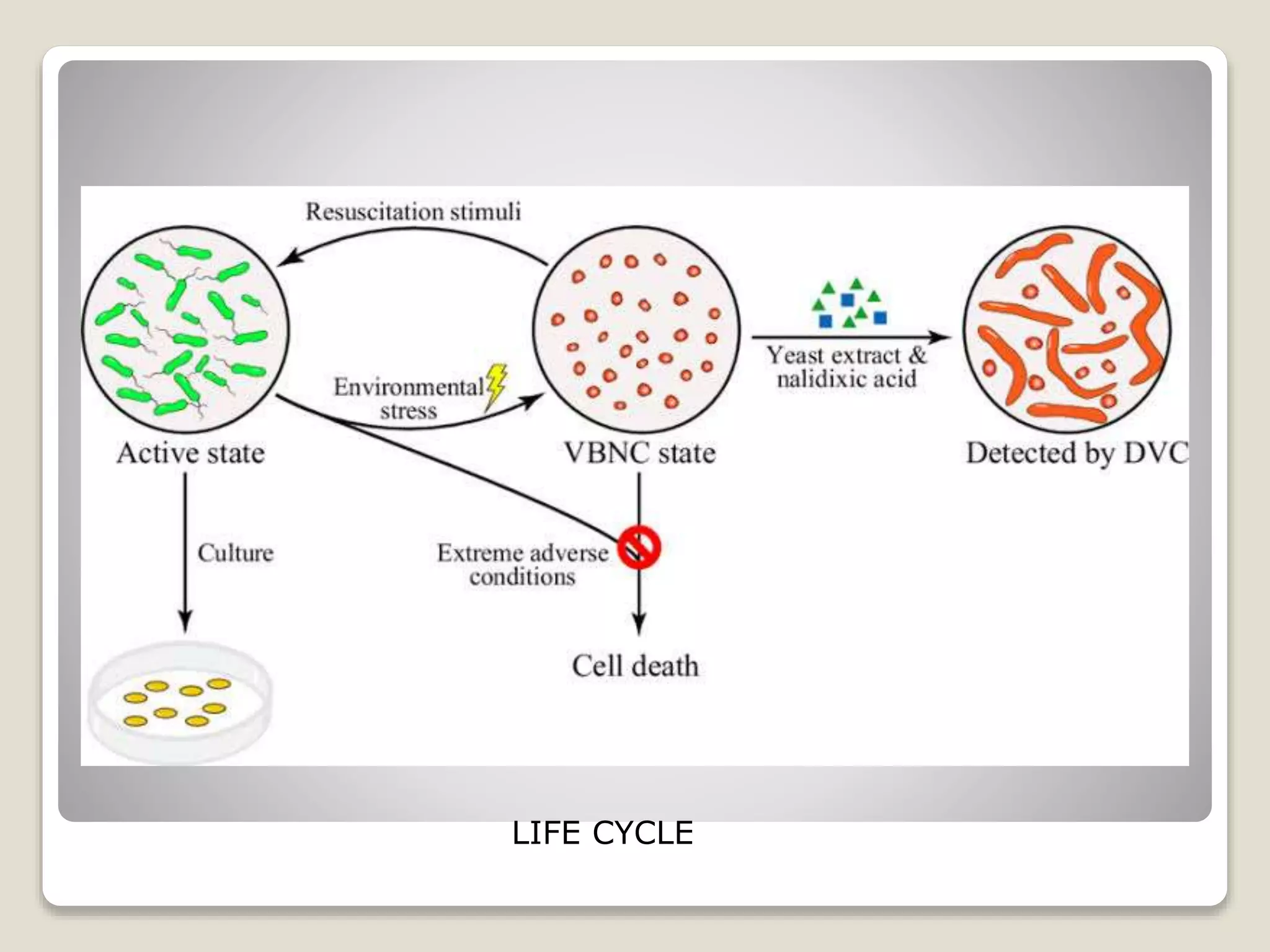 VIABLE BUT NON-CULTURABLE BACTERIA- VBNC | PPTX