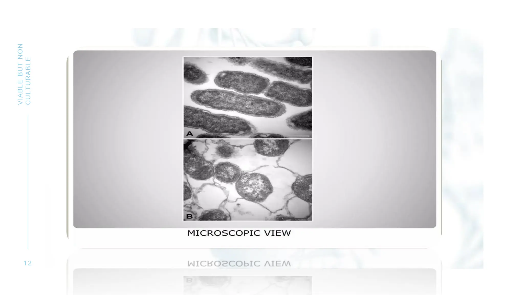 VBNC.pdf | Free Download