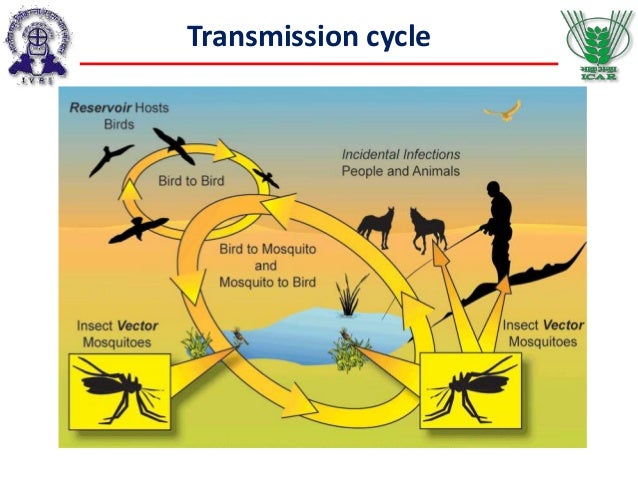 Fascinating Vector Borne And Zoonotic Diseases Photos