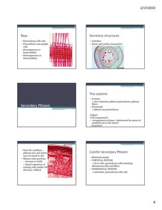 Vc 2 X 2 P Secondary Body Of The Plant | PDF