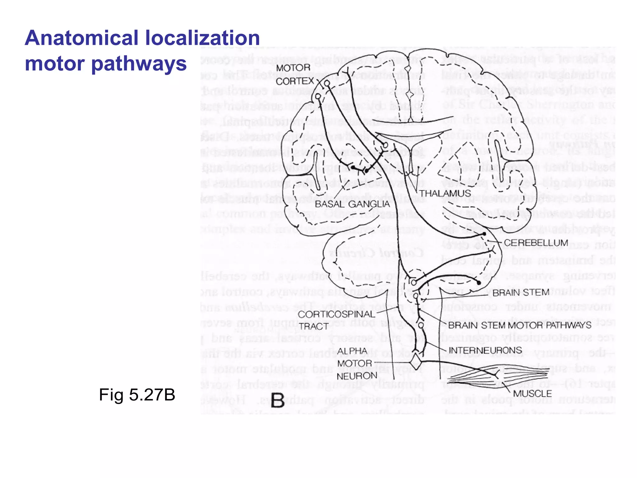 Anatomy and Physiology of Motor disorder | PPT