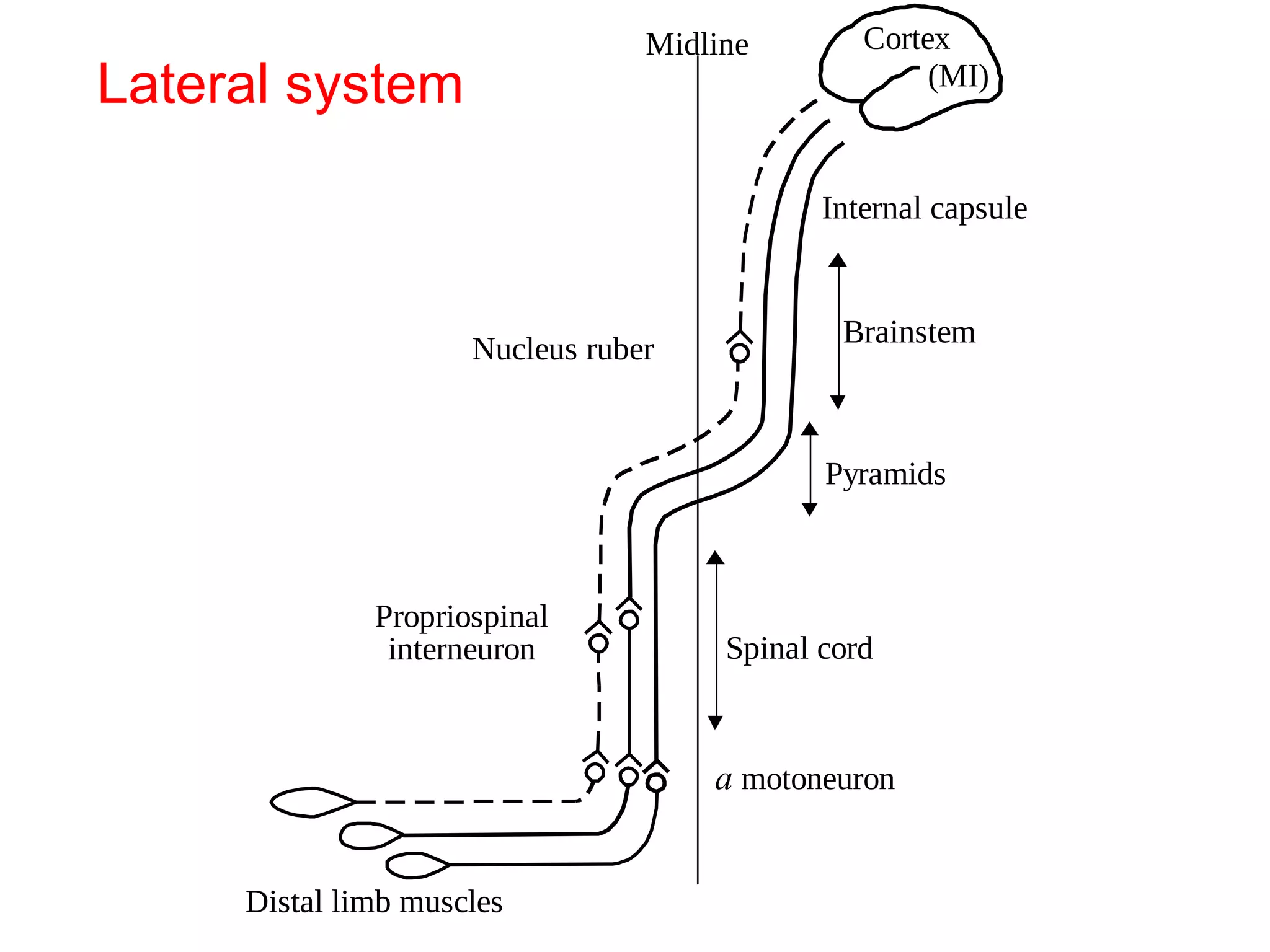 Anatomy and Physiology of Motor disorder | PPT
