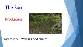 VCE Biology Ecosystems & Energy | PPTX