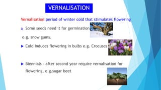 VCE Biology Plants Responding to the Environment | PPTX | Gardening ...