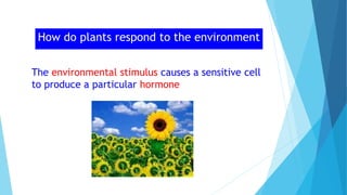 VCE Biology Plants Responding to the Environment | PPTX
