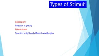 VCE Biology Plants Responding to the Environment | PPTX | Gardening ...