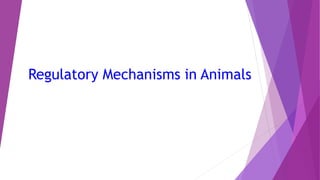 VCE Biology Regulatory Mechanisms in Animals | PPTX