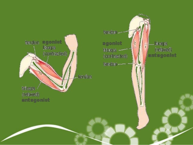 Biarticular Muscle Examples