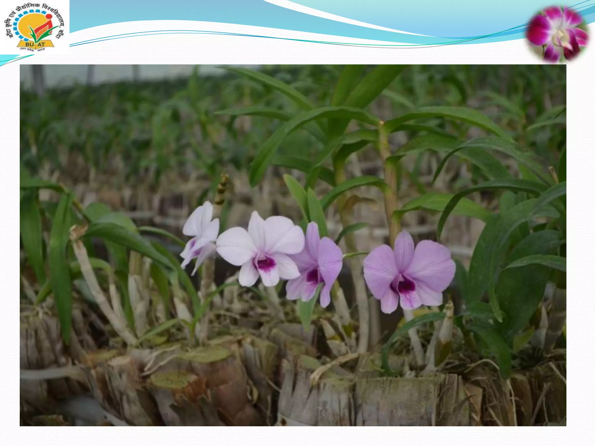 ppt_on_Orchids.pptx