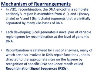 V(D)J rearrangements and Antigen Antibody interactions | PPTX