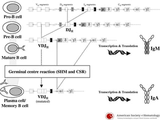 V(D)J rearrangements and Antigen Antibody interactions | PPTX