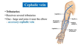 Venous Drainage and Lymphatic Drainage UPPER LIMB.pptx