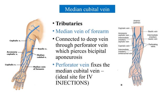Venous Drainage and Lymphatic Drainage UPPER LIMB.pptx