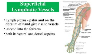 Venous Drainage and Lymphatic Drainage UPPER LIMB.pptx