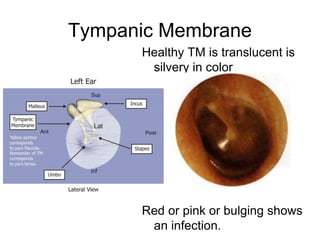 vdocument.in_anatomy-and-physiology-of-the-ear-568c2164801fc.ppt