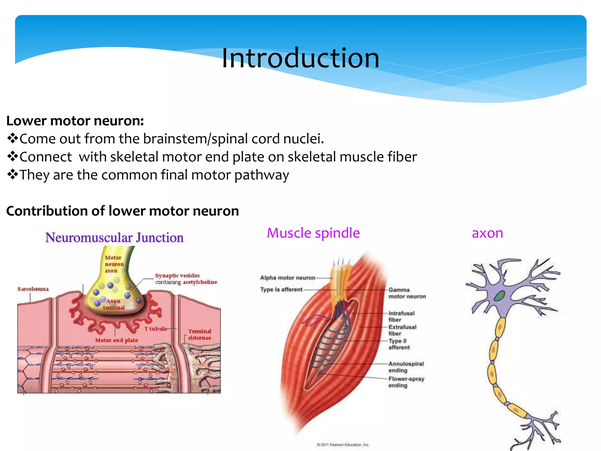 vdocument.in_lower-motor-neuron-lesions.pptx