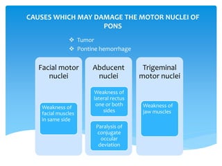 vdocument.in_lower-motor-neuron-lesions.pptx