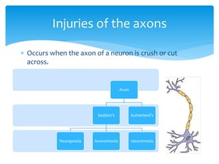 vdocument.in_lower-motor-neuron-lesions.pptx