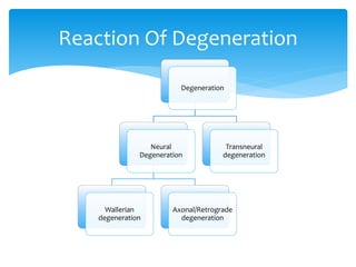 vdocument.in_lower-motor-neuron-lesions.pptx