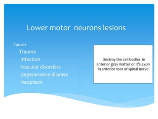 vdocument.in_lower-motor-neuron-lesions.pptx
