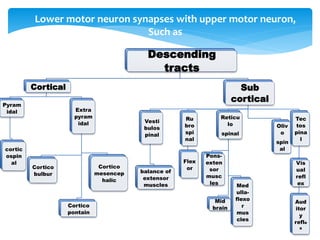 vdocument.in_lower-motor-neuron-lesions.pptx