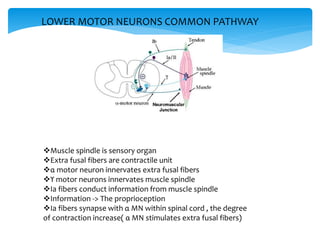 vdocument.in_lower-motor-neuron-lesions.pptx