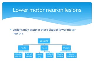 vdocument.in_lower-motor-neuron-lesions.pptx