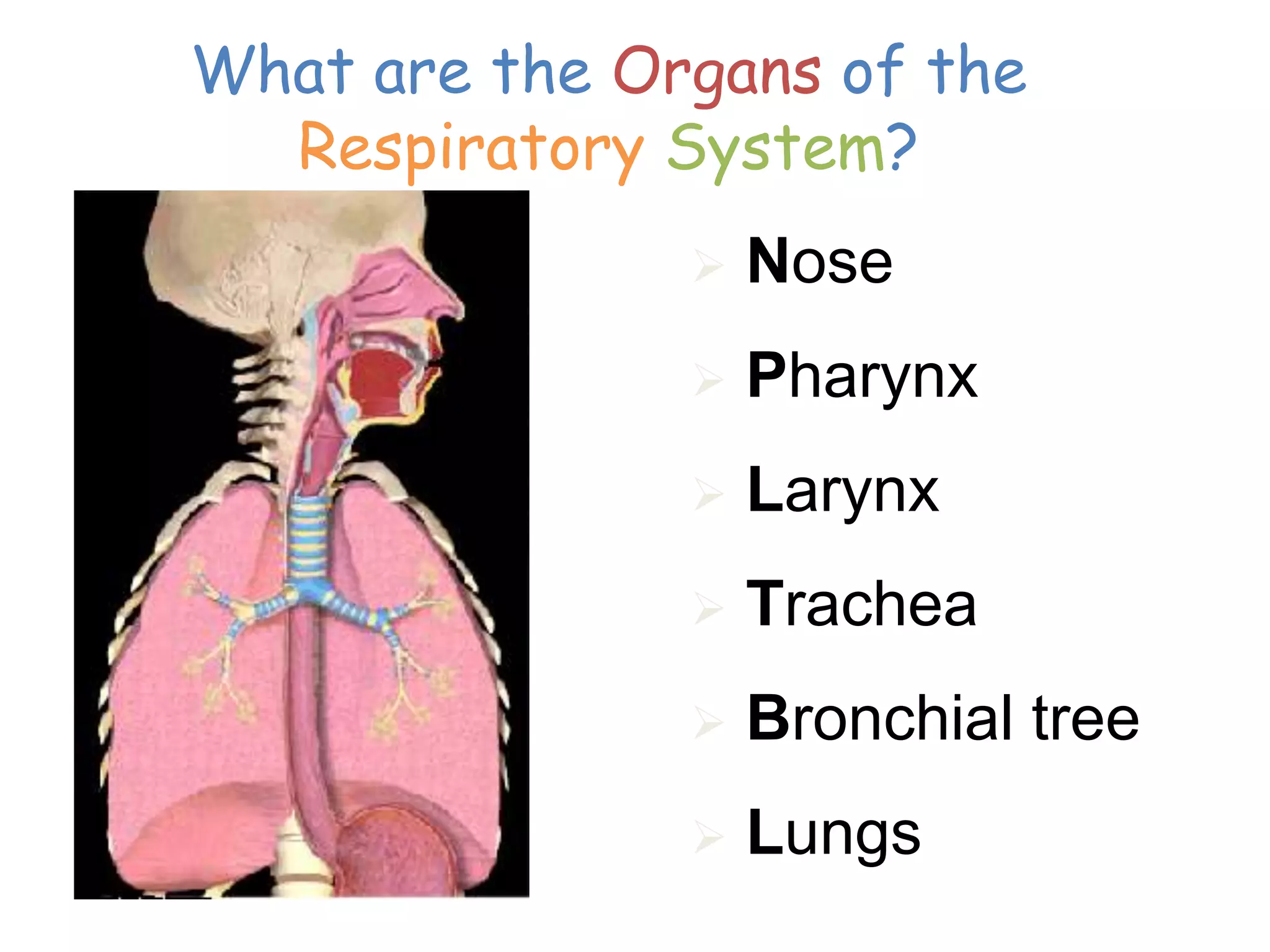 vdocuments.net_grade-9-respiratory-system.pptx