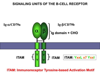 vdocuments.net_.....b-cell-activation.ppt