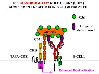 vdocuments.net_.....b-cell-activation.ppt