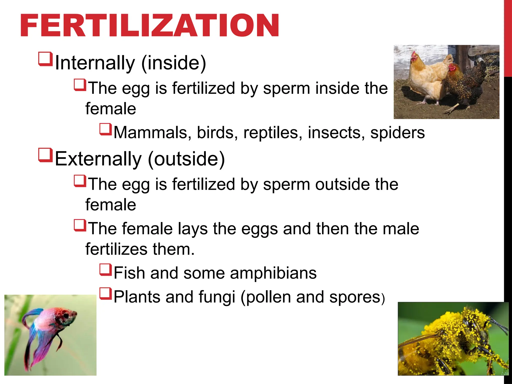 sexual-reproduction-vs-sexual-reproduction (1).pptx