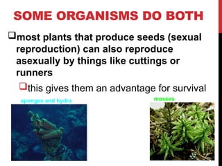 sexual-reproduction-vs-sexual-reproduction (1).pptx