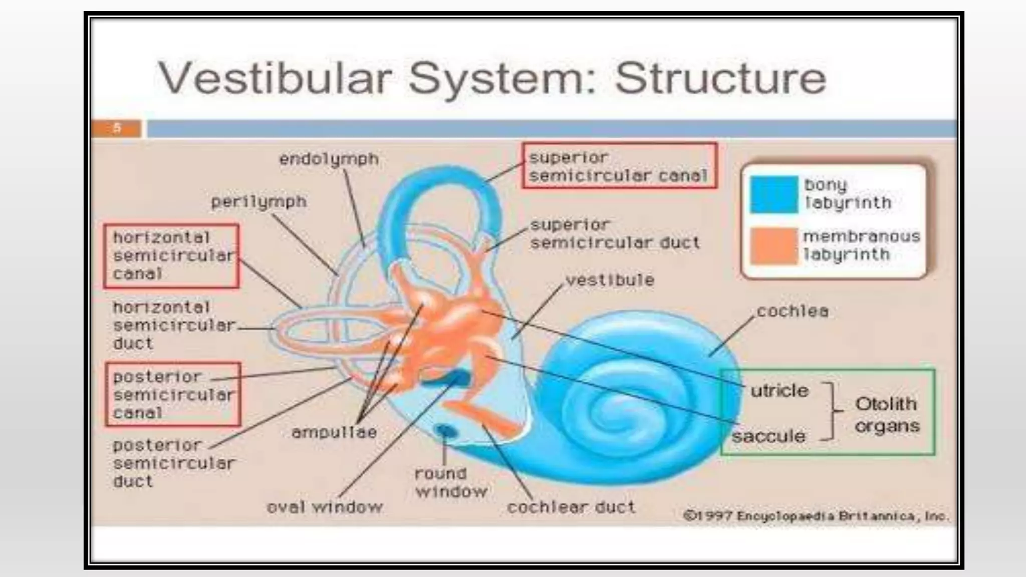 Vestibular apparatus involved in balancing and hearing process | PPTX