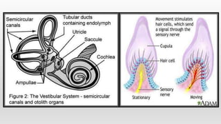 Vestibular apparatus involved in balancing and hearing process | PPTX