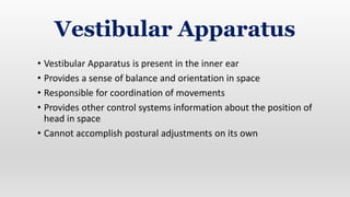 Vestibular apparatus involved in balancing and hearing process | PPTX