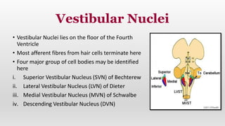 Vestibular apparatus involved in balancing and hearing process | PPTX