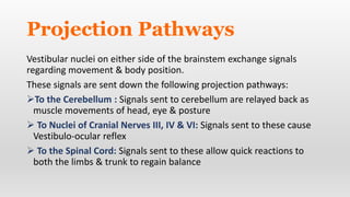 Vestibular apparatus involved in balancing and hearing process | PPTX
