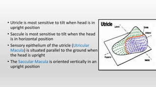 Vestibular apparatus involved in balancing and hearing process | PPTX