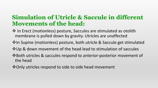 Vestibular apparatus involved in balancing and hearing process | PPTX