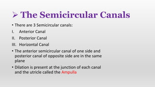 Vestibular apparatus involved in balancing and hearing process | PPTX
