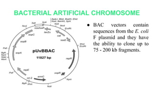 Vector construction | PPTX