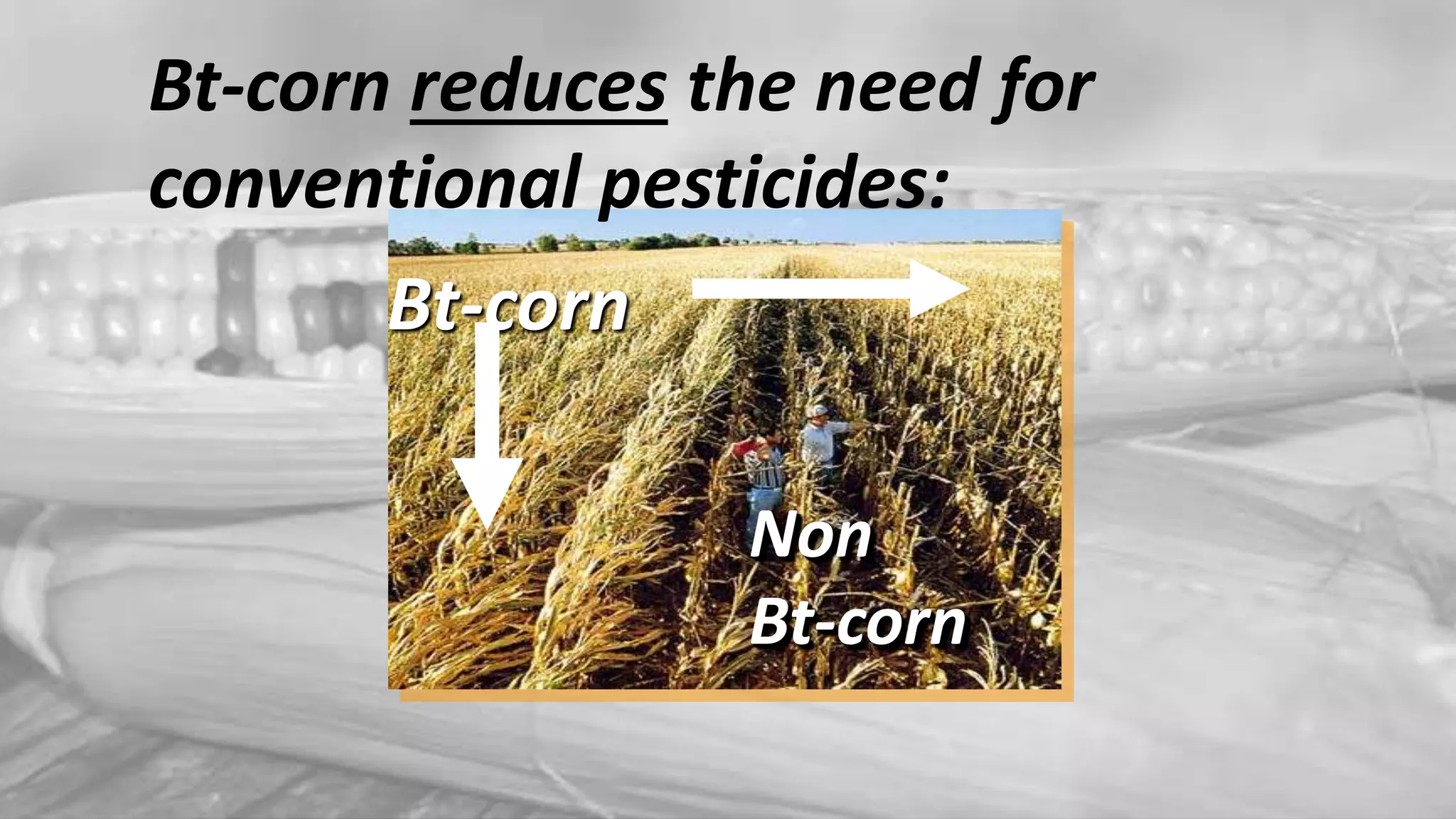 genne transfer and transgenic cotton soybean corn mustard | PPTX ...