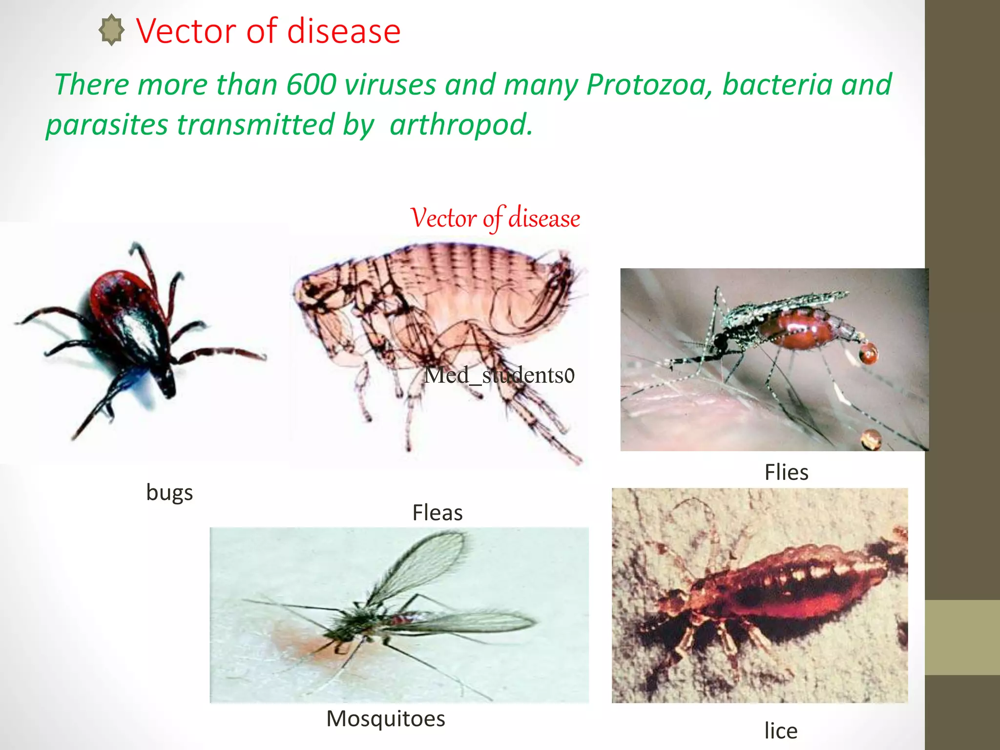 Vector borne disease | PPTX