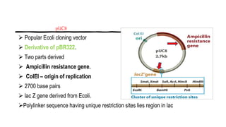 Vector | PPTX | Biological Sciences | Science