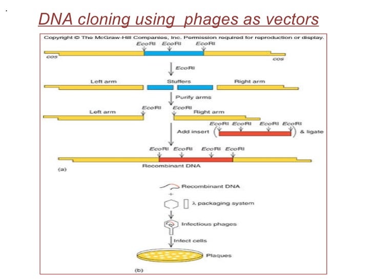 Cloning Vector