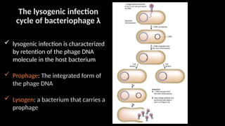 vector 3 (bacteriophage) in Recombinant Technology | PPTX