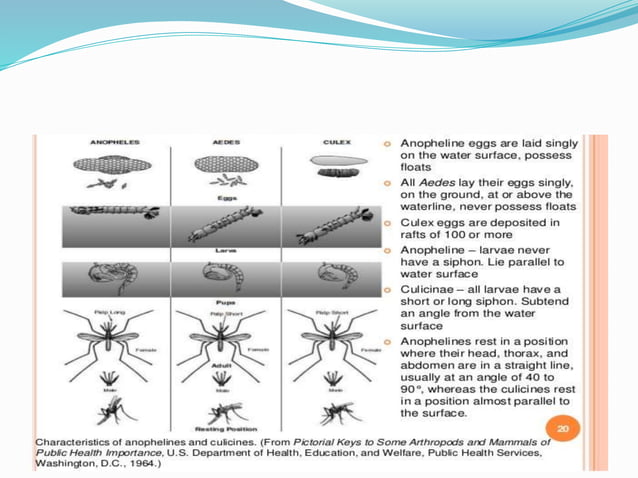 Vector and rodent control | PPTX